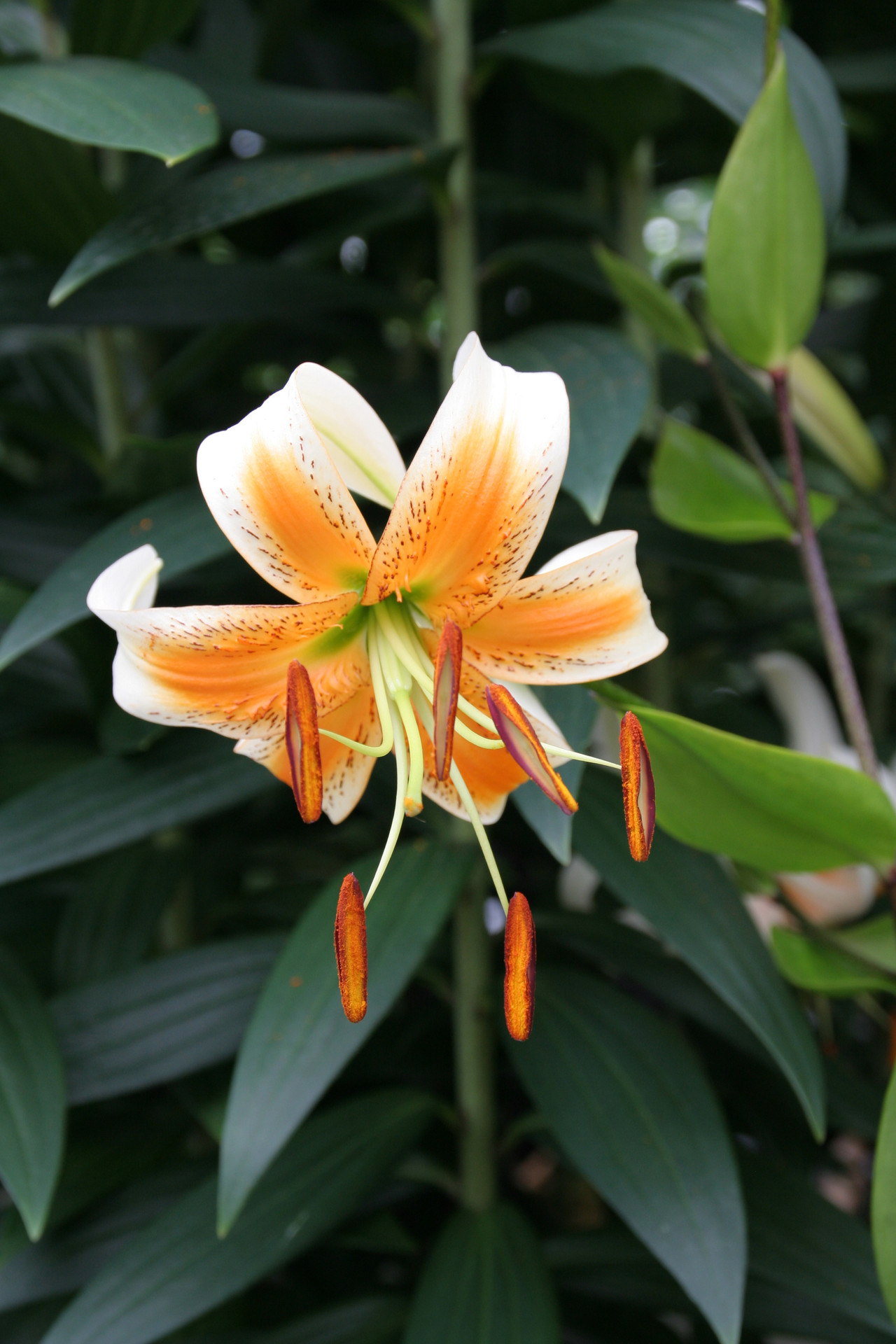 Buy Lilium Lady Alice at jparkers.co.uk