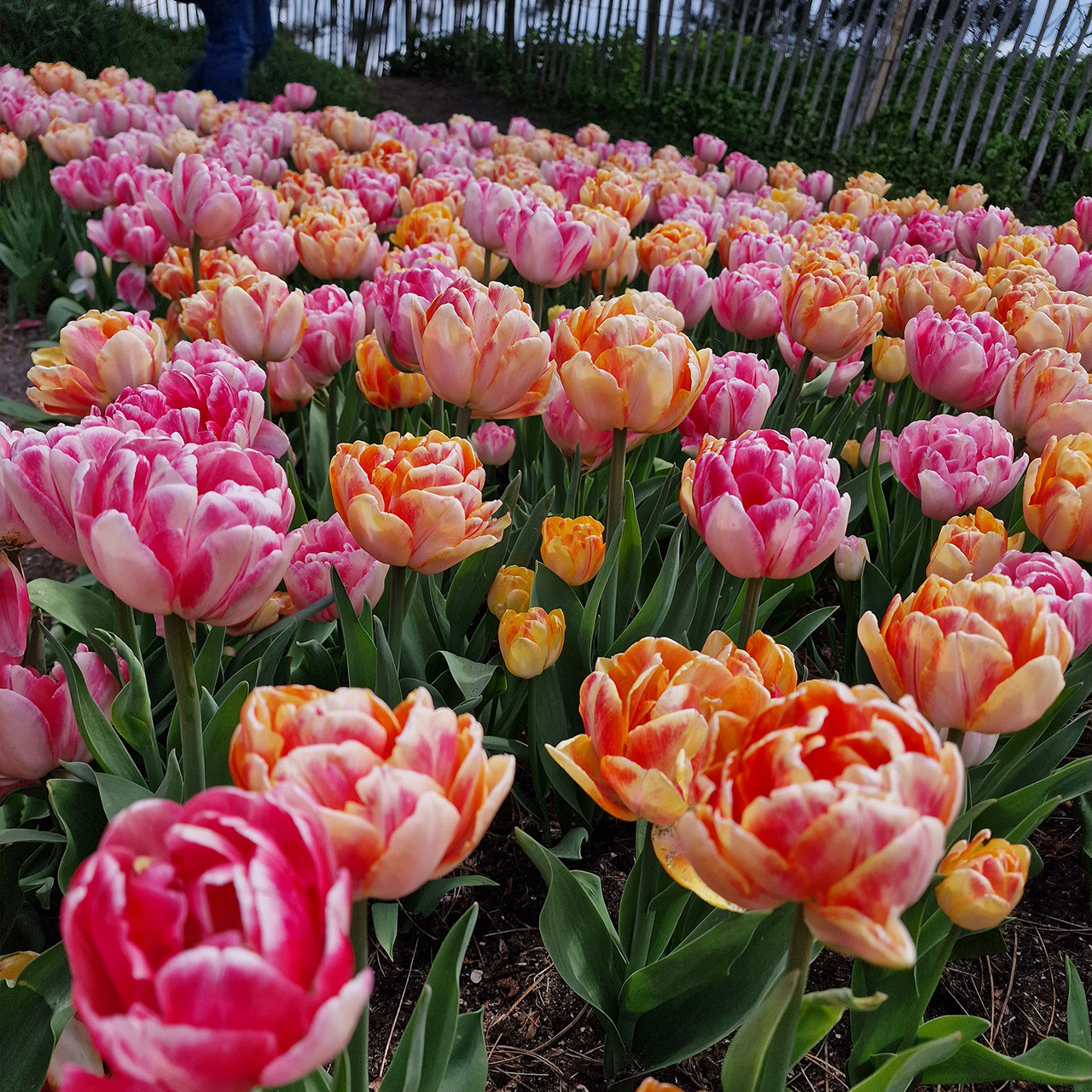 Buy Tulip Foxtrot at jparkers.co.uk