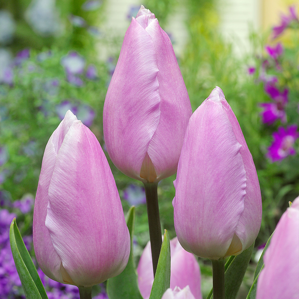 Buy Tulip Candy Prince at jparkers.co.uk