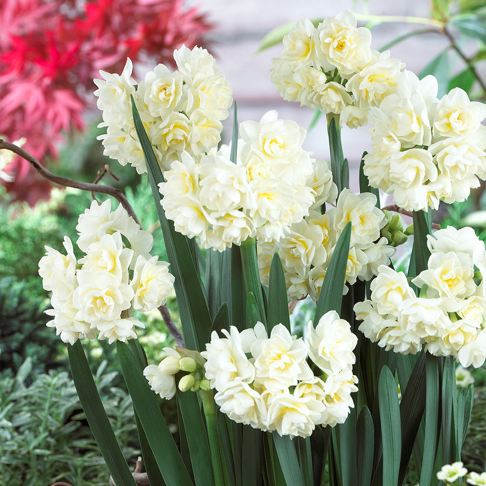 Buy Narcissi Erlicheer - J Parker Dutch Bulbs