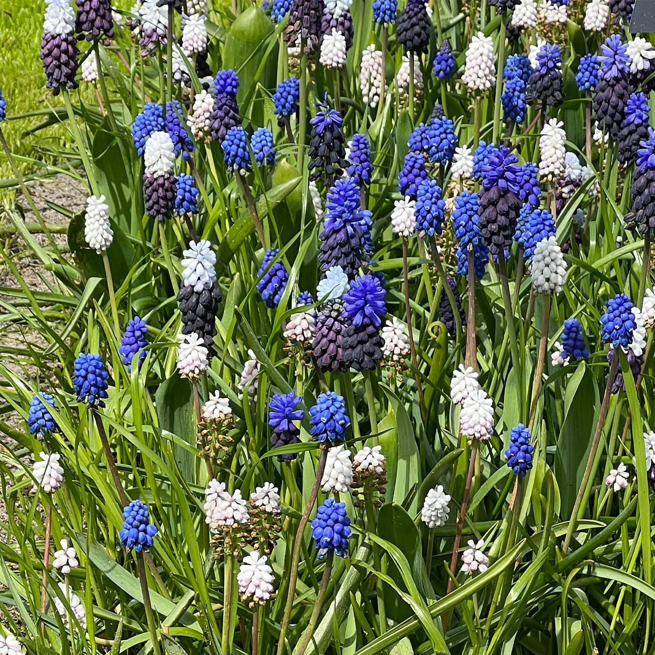 Buy Muscari Mixed Bulbs | J Parker Dutch Bulbs
