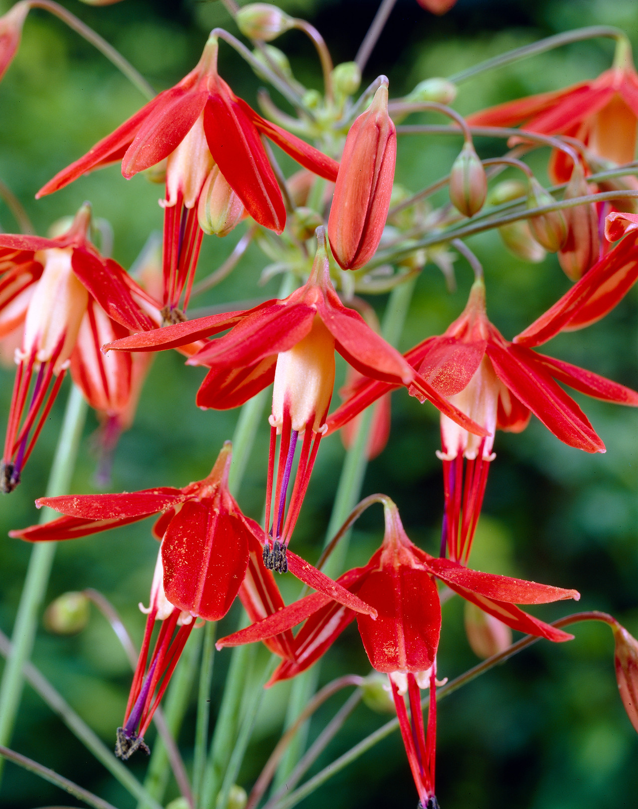 Bessera Elegans | J Parker Dutch Bulbs