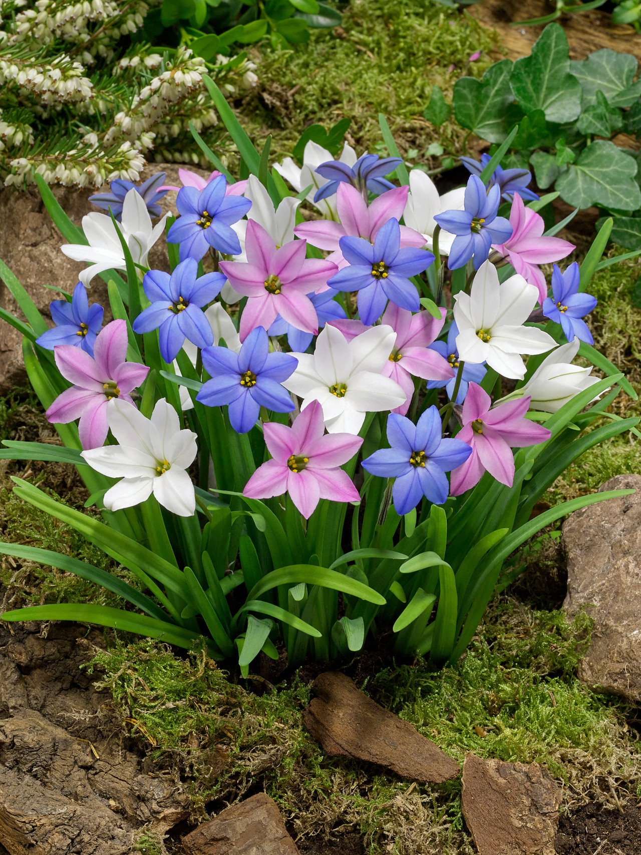 Shop Ipheion (Spring Starflower) Uniflorum Bulbs | J Parker Dutch Bulbs