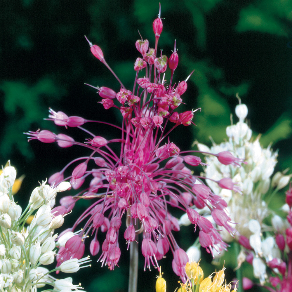 Buy Allium Fireworks Bulbs | J Parker Dutch Bulbs