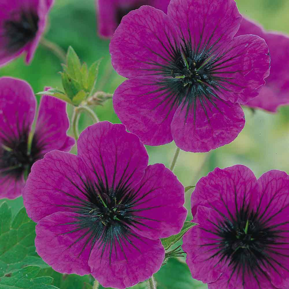 Geranium Cinereum Giuseppe | J Parker Dutch Bulbs