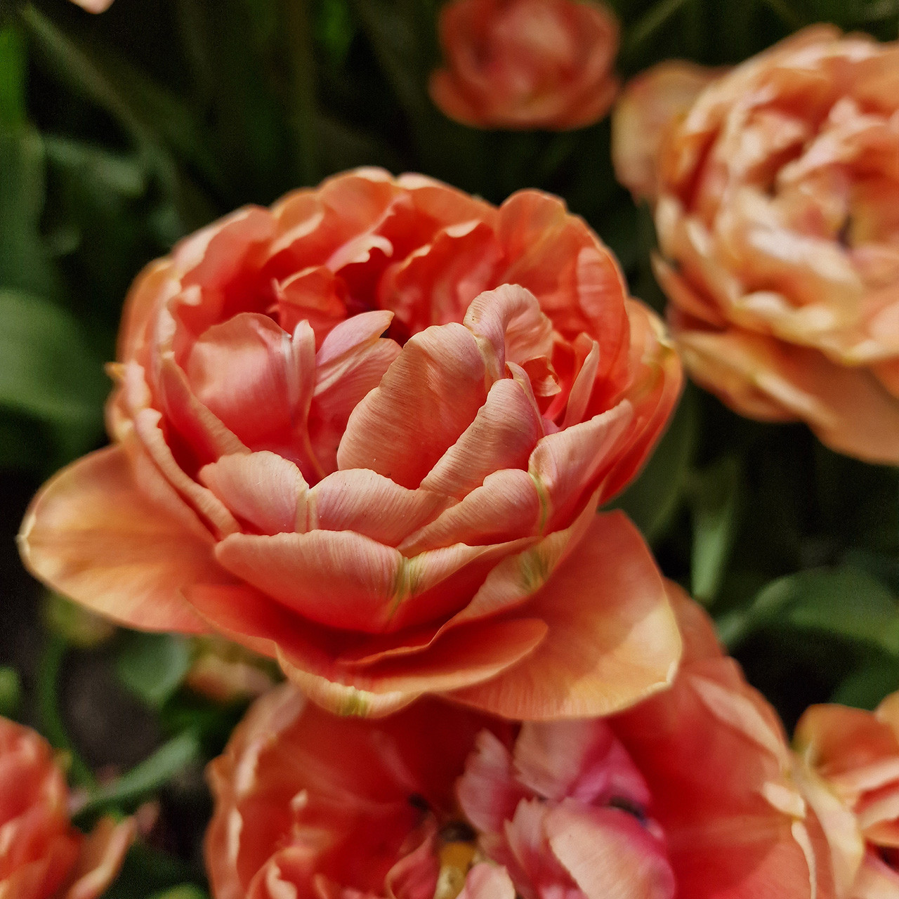 Buy Tulip Copper Image at jparkers.co.uk