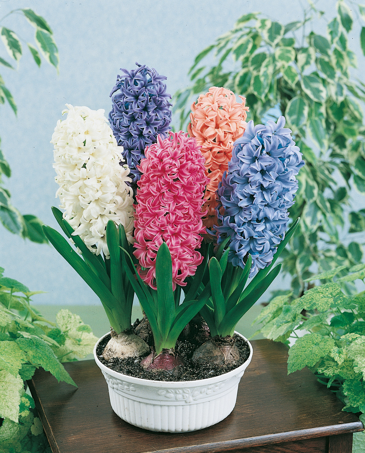Hyacinth Prepared Mixed 16/17cm - J Parker Dutch Bulbs