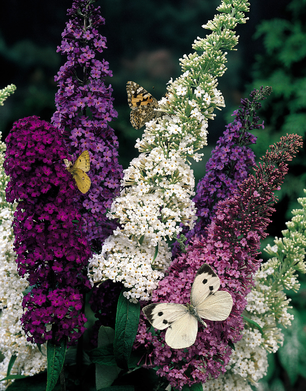 Buddleia Mixed (Hardy) | J Parker Dutch Bulbs