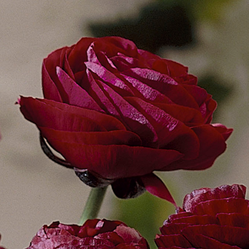 Buy Ranunculus Deep Purple | J Parker Dutch Bulbs