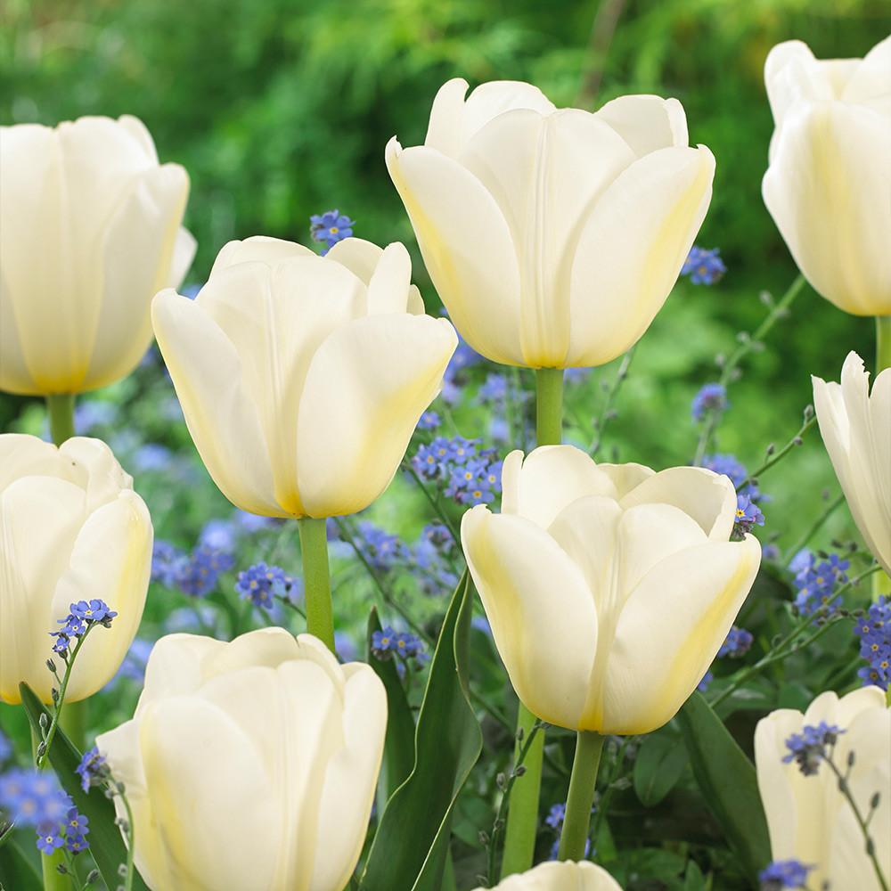 Buy Tulip Angel's Wish at jparkers.co.uk