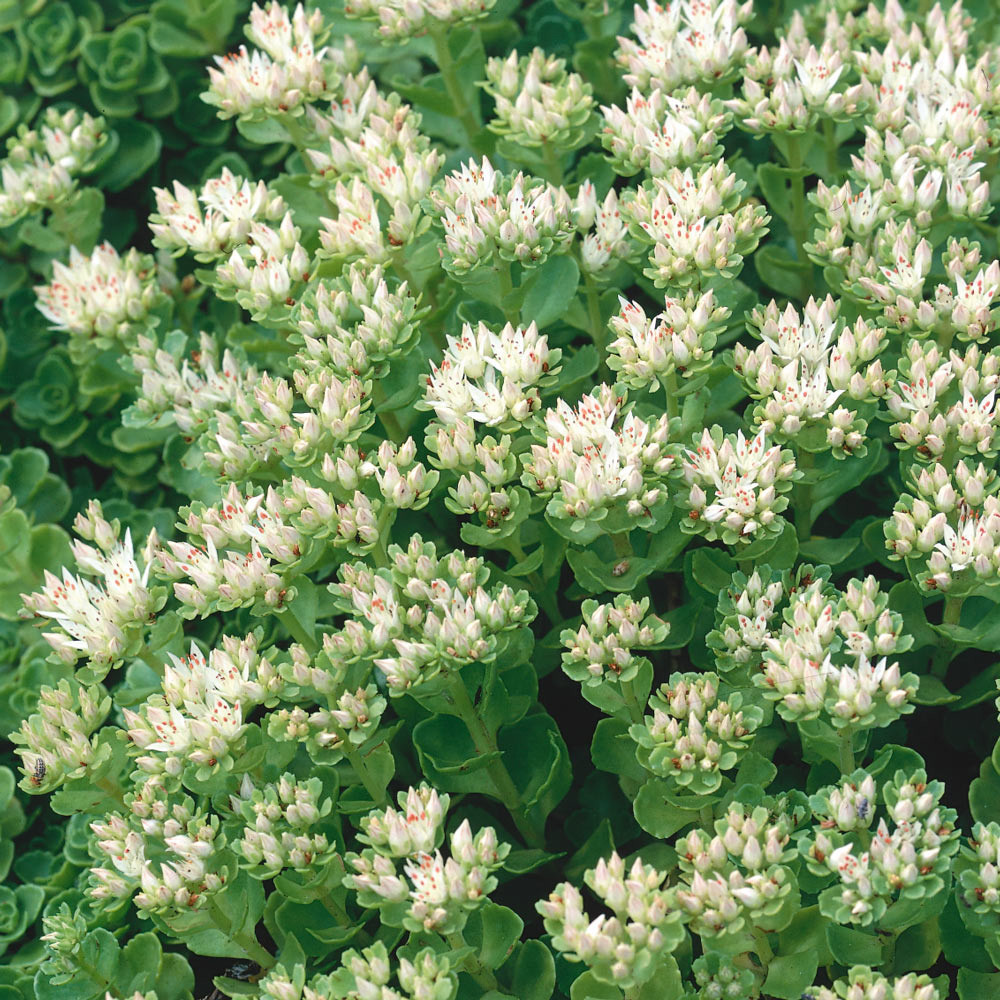Shop Sedum spurium Summer Snow | J. Parker's