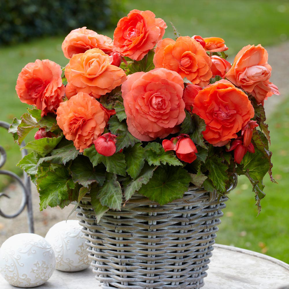 Begonia Mighty Mini Superba Orange | J Parker Dutch Bulbs