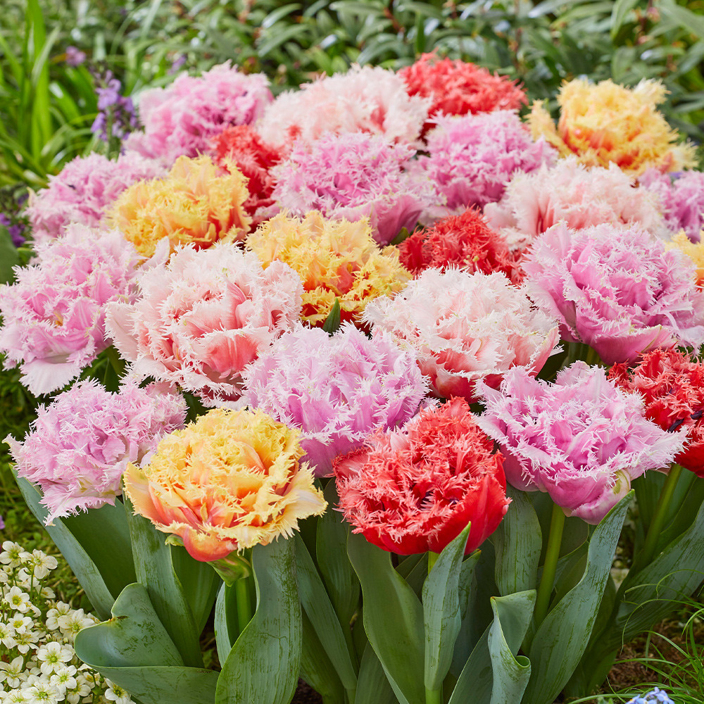 Buy Tulip Double Fringed Mixed at jparkers.co.uk