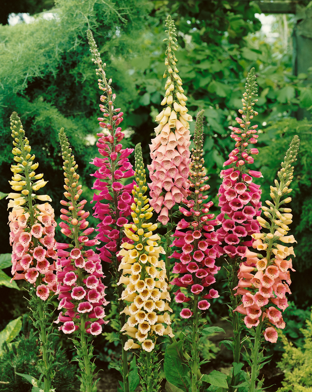 Buy Mixed Digitalis | J Parker Dutch Bulbs