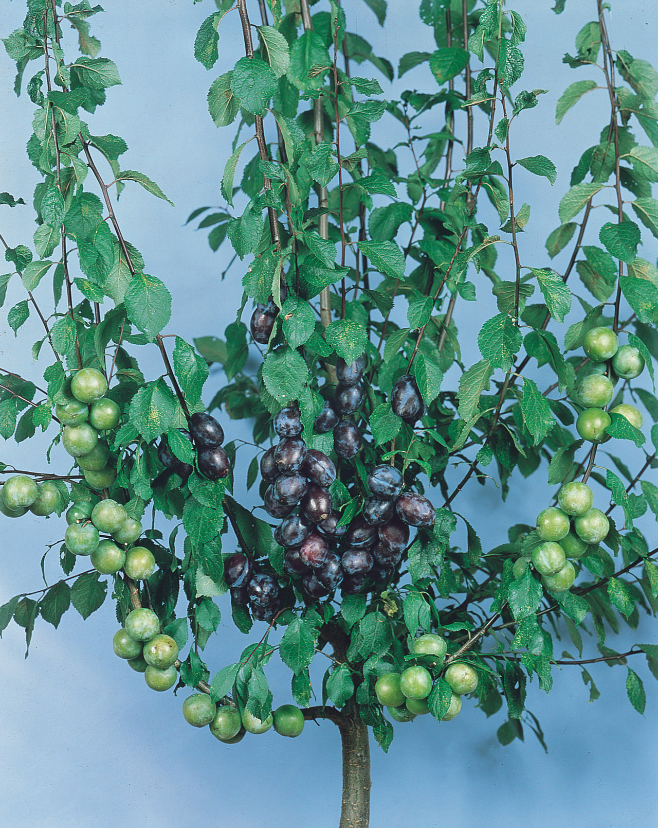 Dual Plum | J Parker Dutch Bulbs