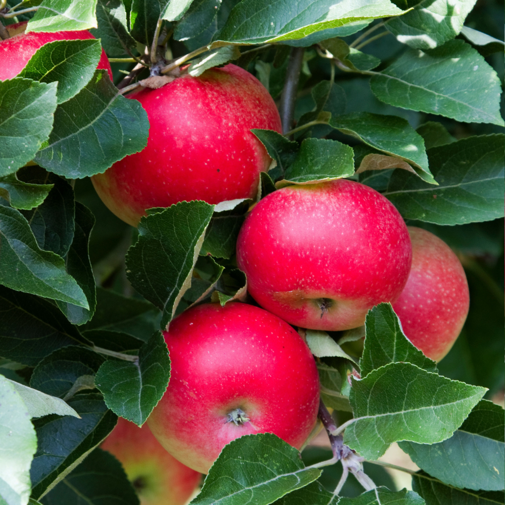 Buy Apple Discovery | J Parker Dutch Bulbs