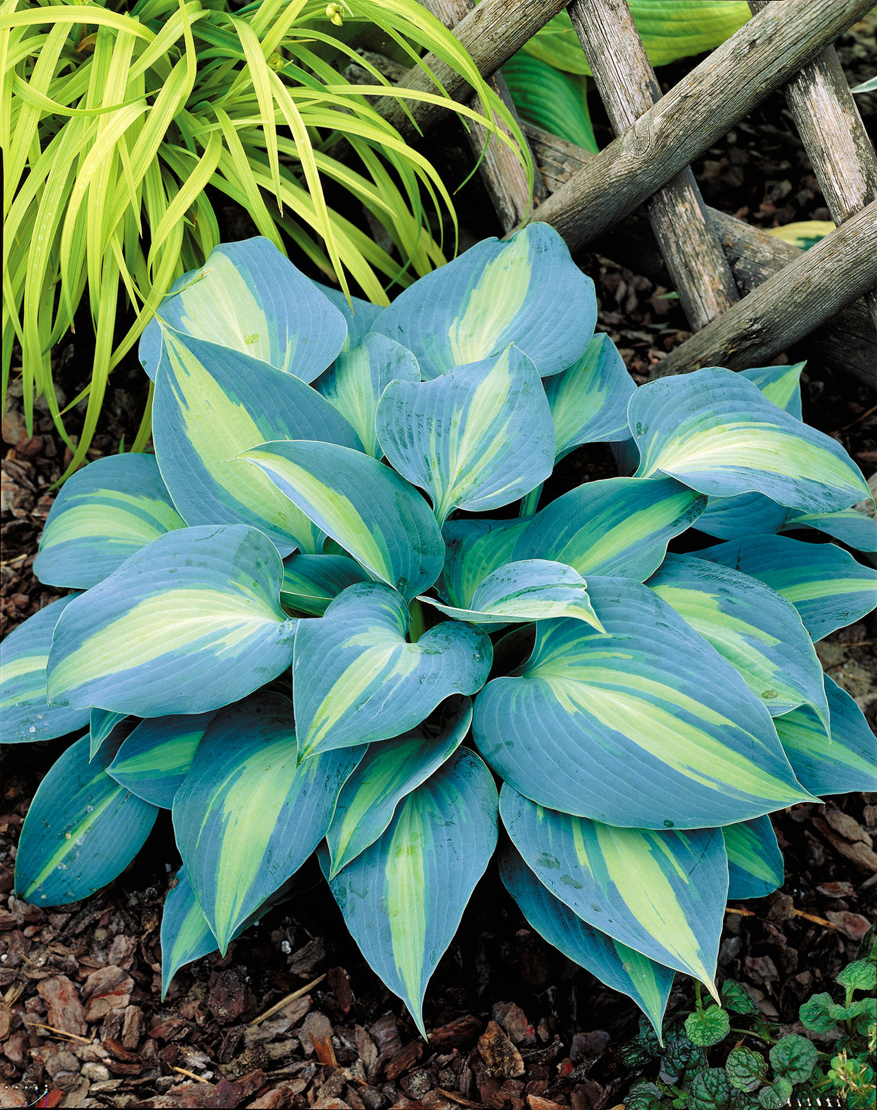 Buy Hosta Touch of Class Plants | J Parker Dutch Bulbs