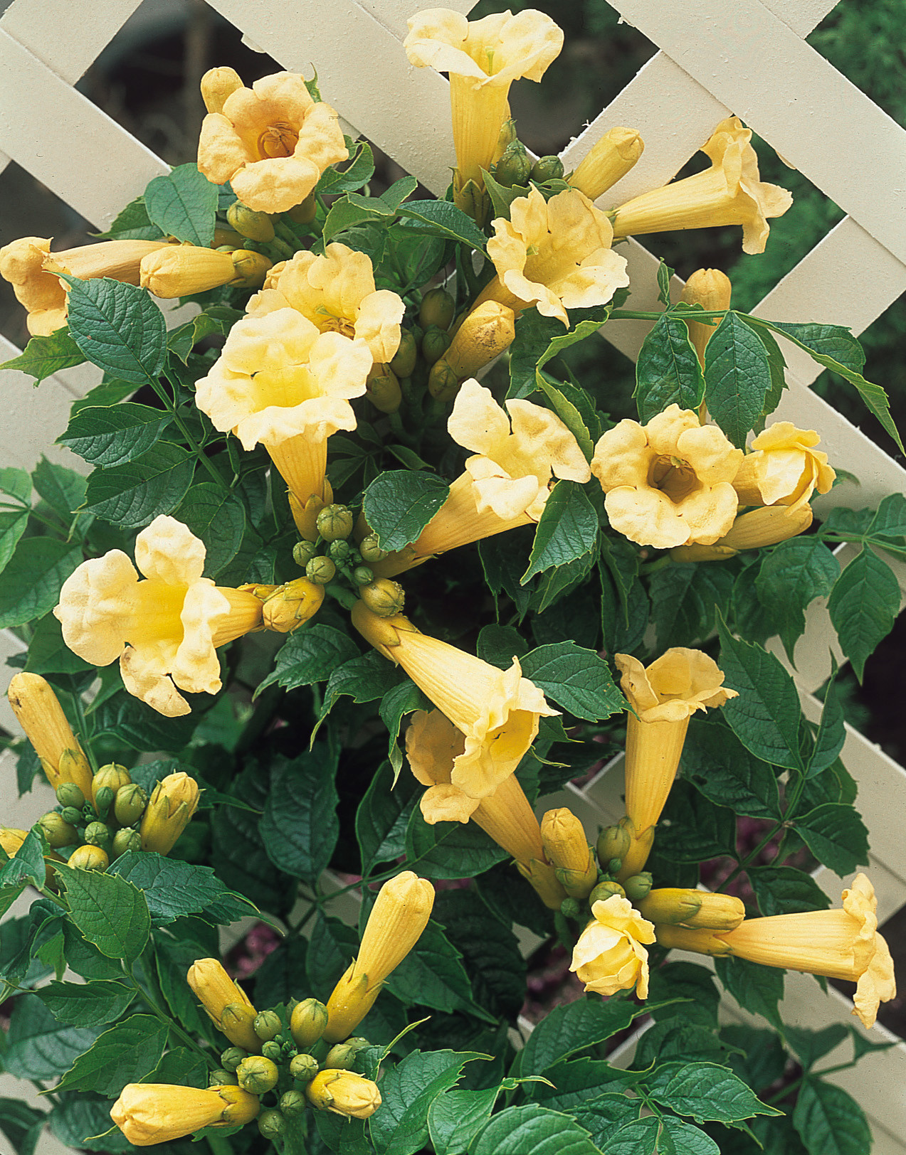 Campsis radicans Flava - JParkers