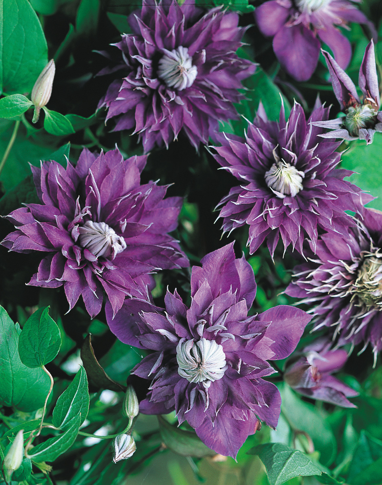 Buy Clematis Multi Blue - J Parker Dutch Bulbs