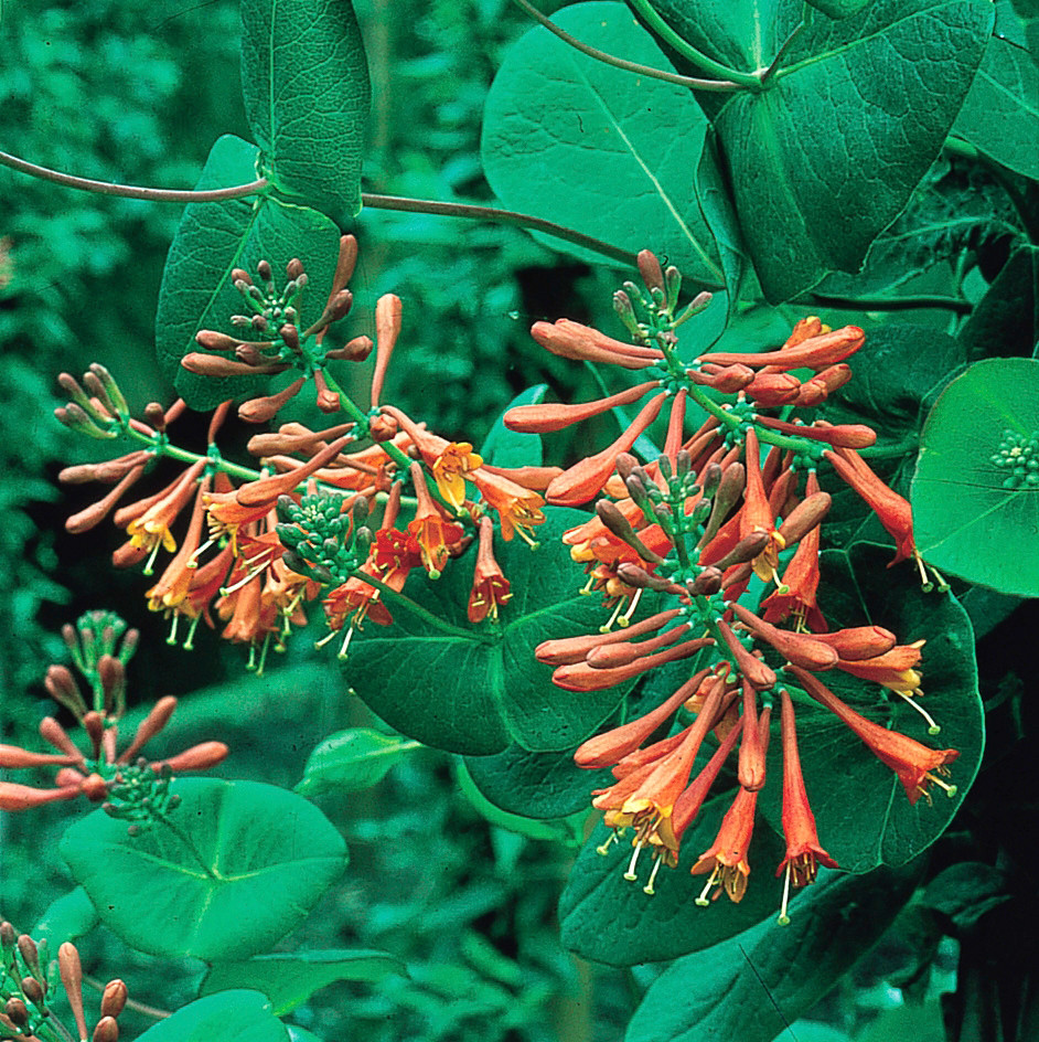 Buy Honeysuckle Dropmore Scarlet | J. Parker's Dutch Bulbs
