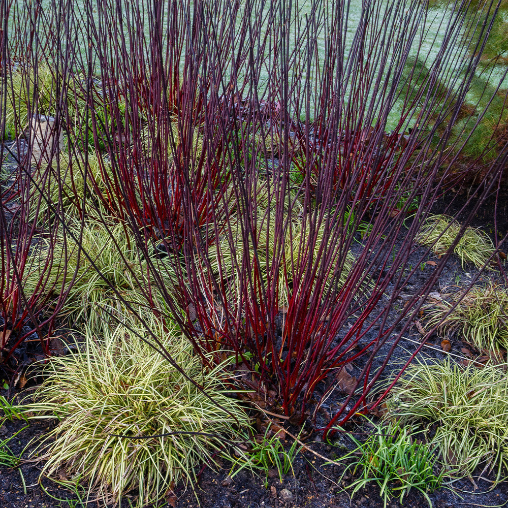 Buy Cornus (Dogwood) Alba Kesselringii | J. Parker's