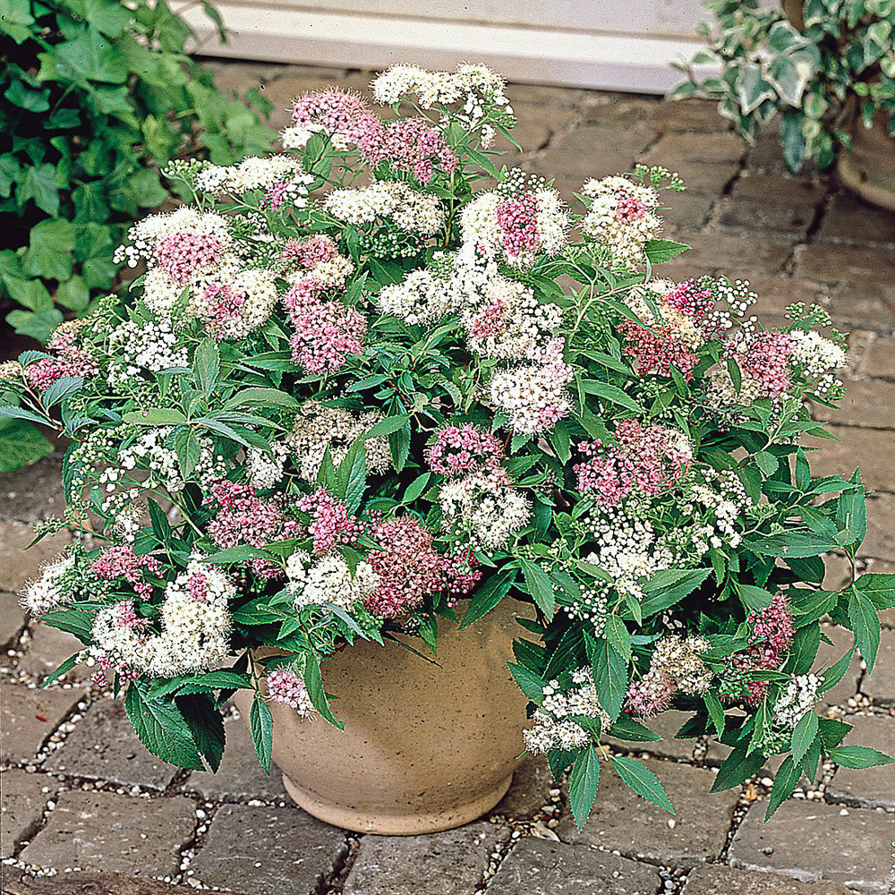 Buy Spiraea Japonica Shirobana | J. Parker's
