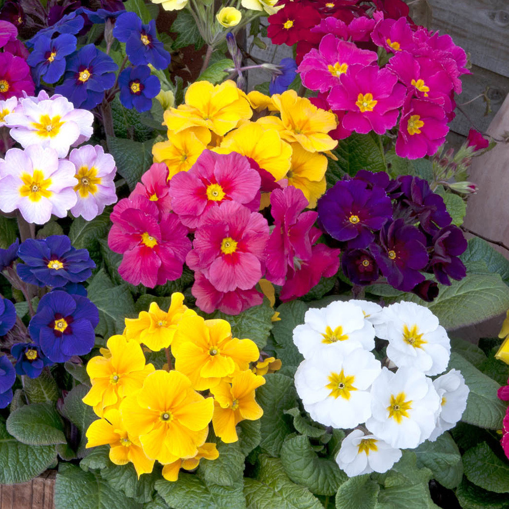 Polyanthus Pacific Giant - JParkers