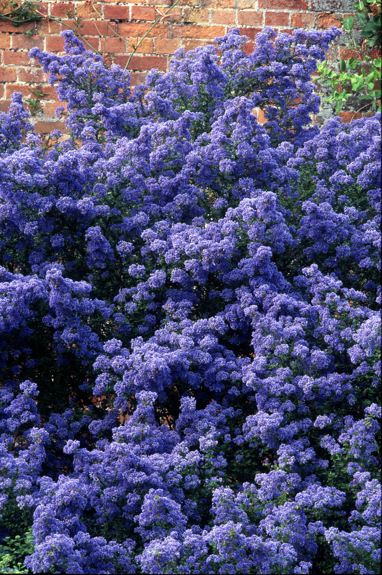 Buy Ceonothus (California Lilac) Puget Blue | J. Parker's