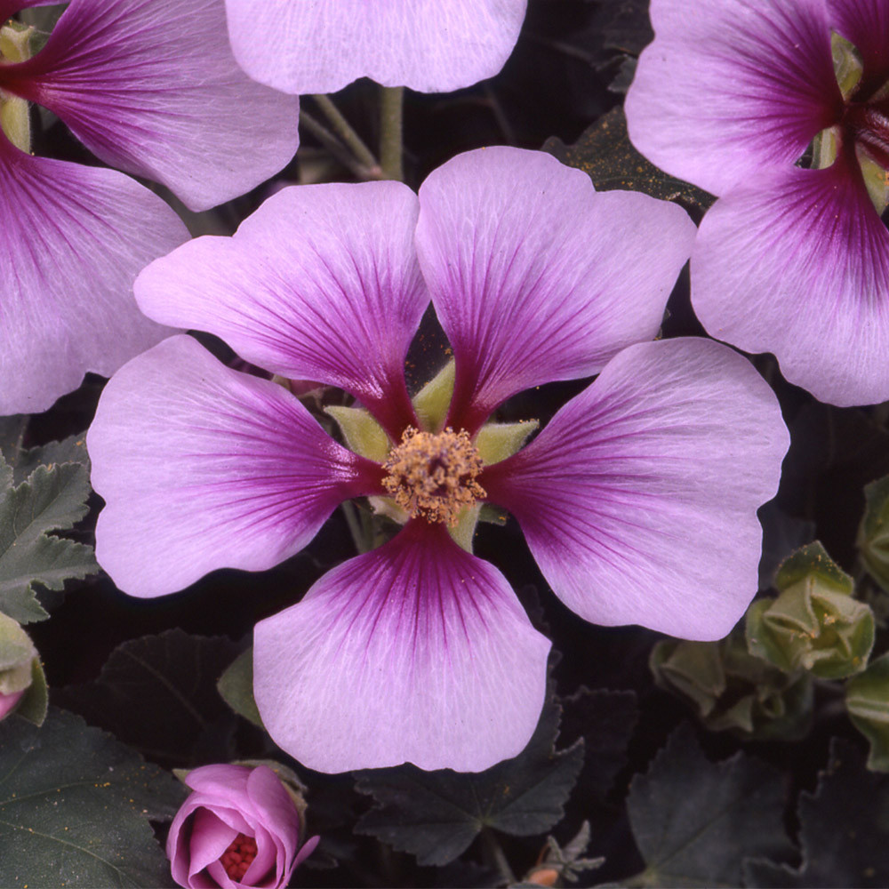 Buy Lavatera Maritima at jparkers.co.uk