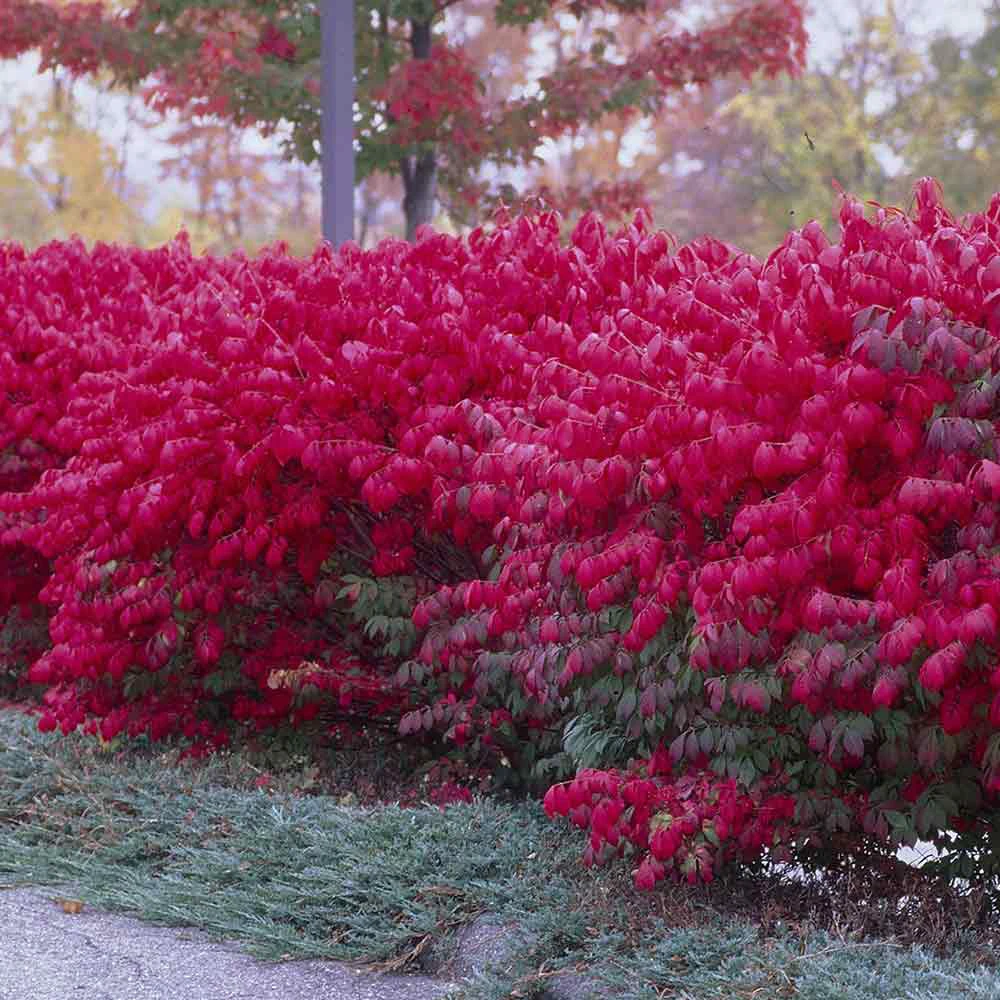 Euonymus alatus Hedge - JParkers