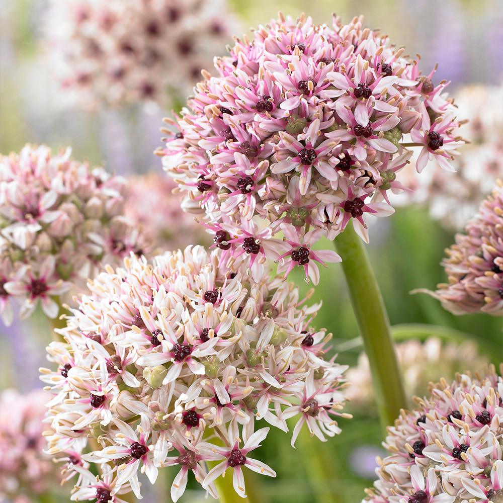 Buy Allium 'Silver Spring' Bulbs | J Parker Dutch Bulbs