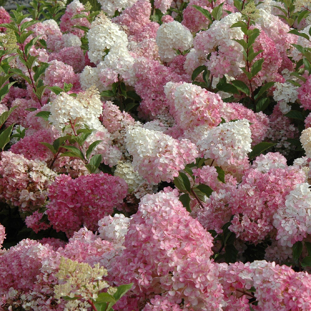 Buy Hydrangea Paniculata Vanilla Fraise | J Parkers