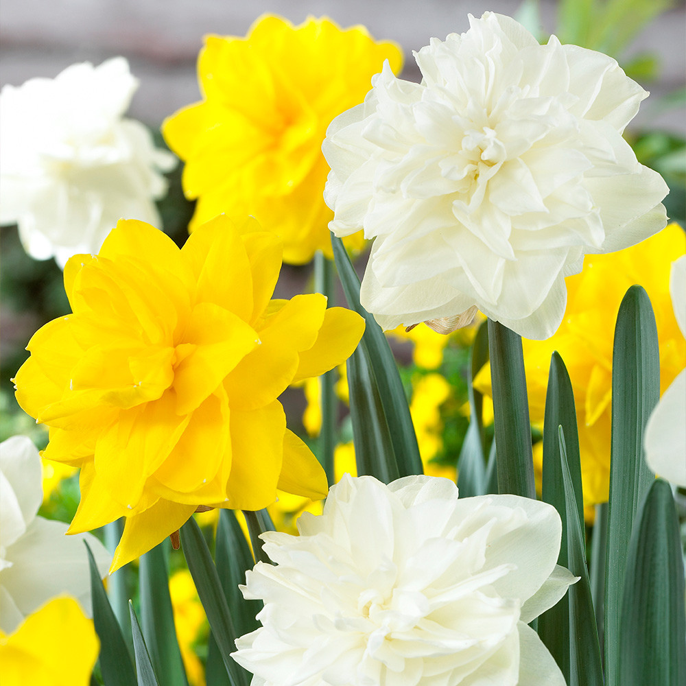Daffodil Golden Ducat 14-16cm - JParkers
