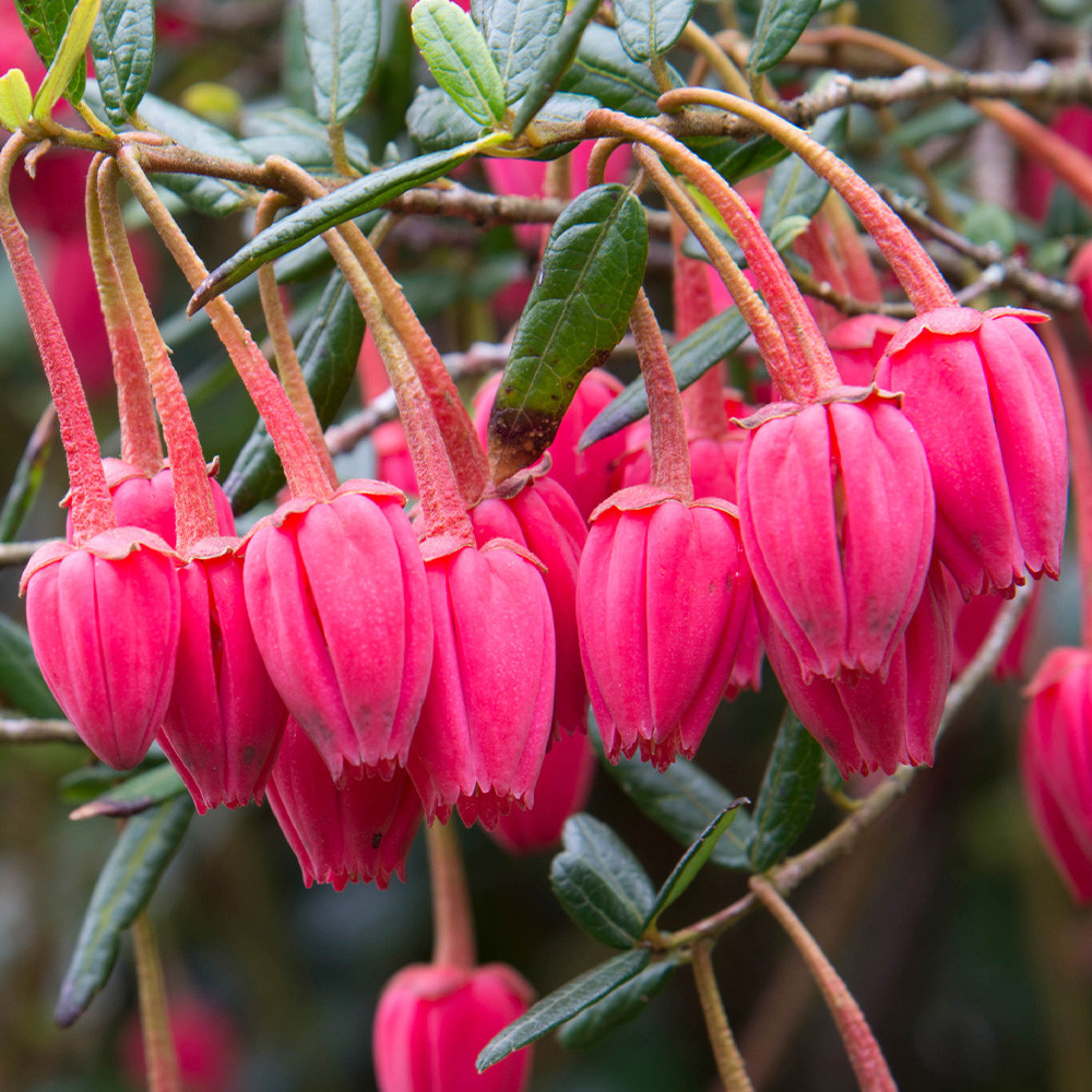 Crinodendron Hookerianum C2 - JParkers