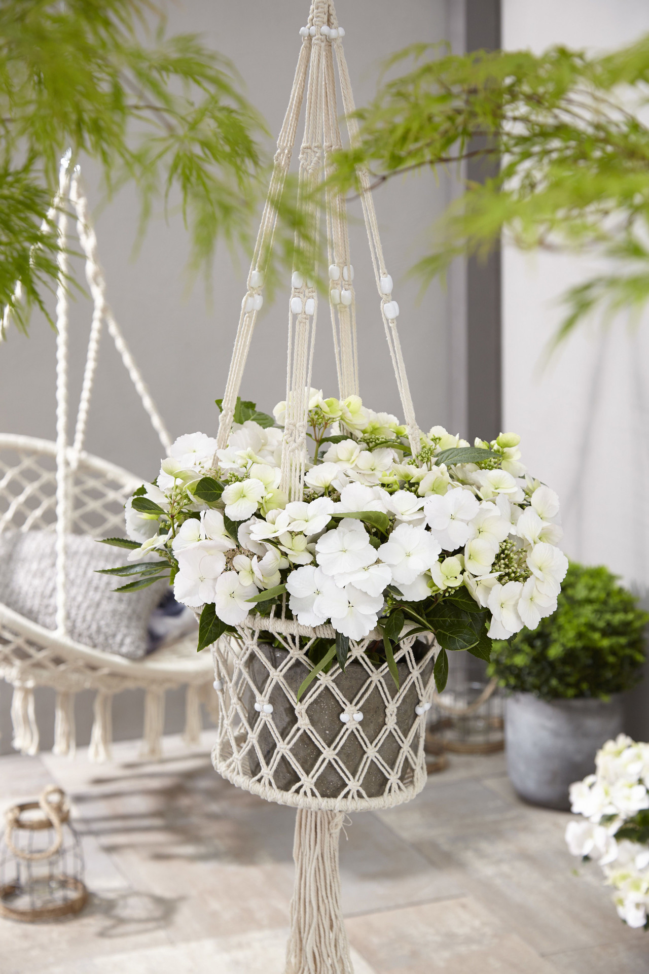 Hydrangea Runaway Bride | J Parker Dutch Bulbs