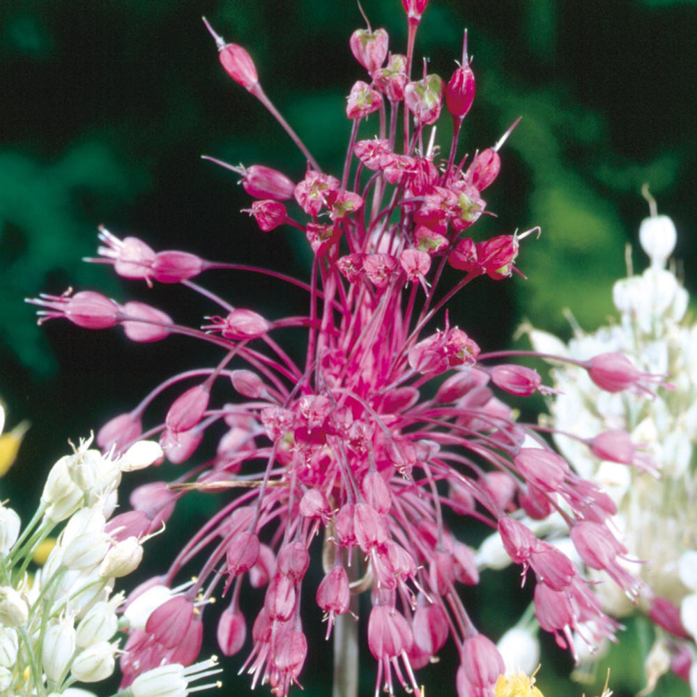 Firework Allium Collection - JParkers