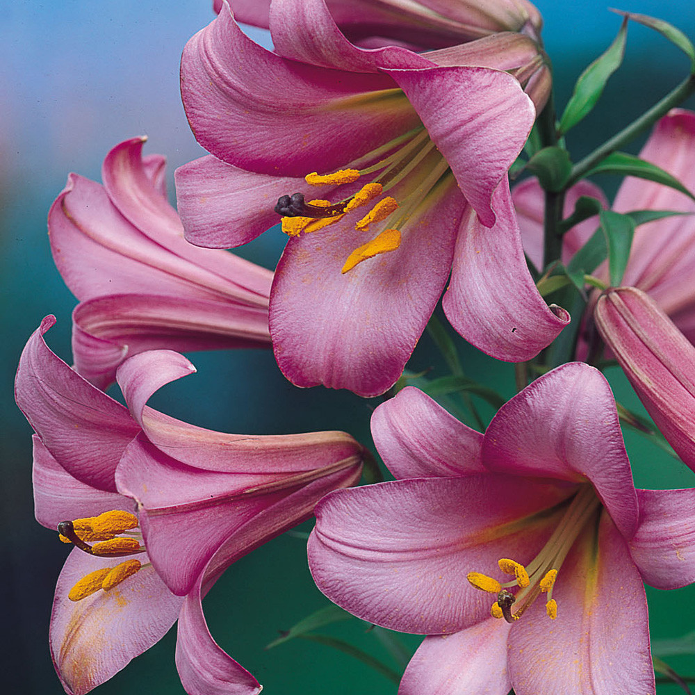 Trumpet Lily Collection - JParkers
