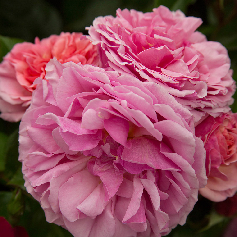 Buy Climbing Rose Collection at jparkers.co.uk