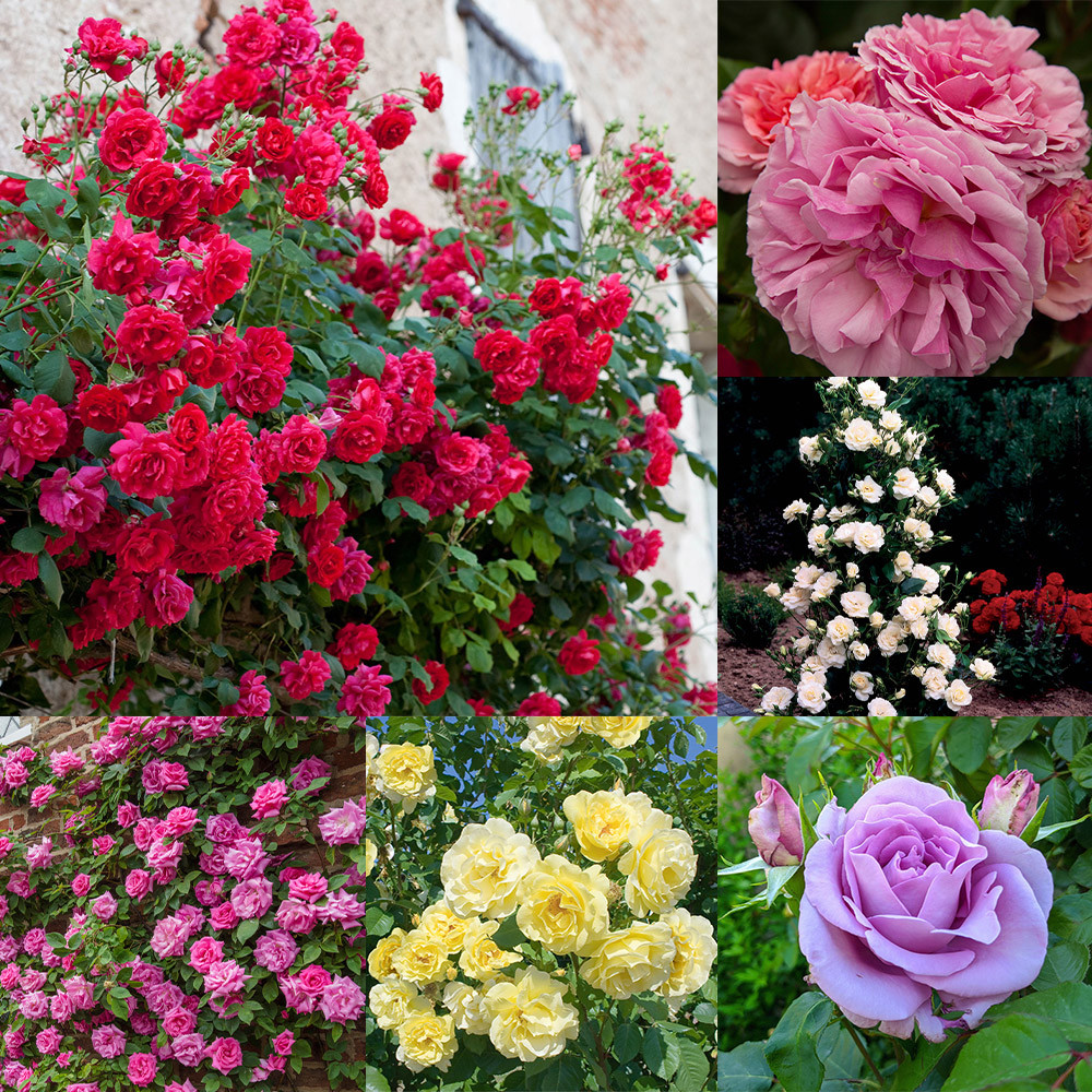 Buy Climbing Rose Collection at jparkers.co.uk