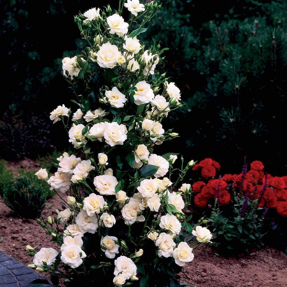 Buy Climbing Rose Collection at jparkers.co.uk