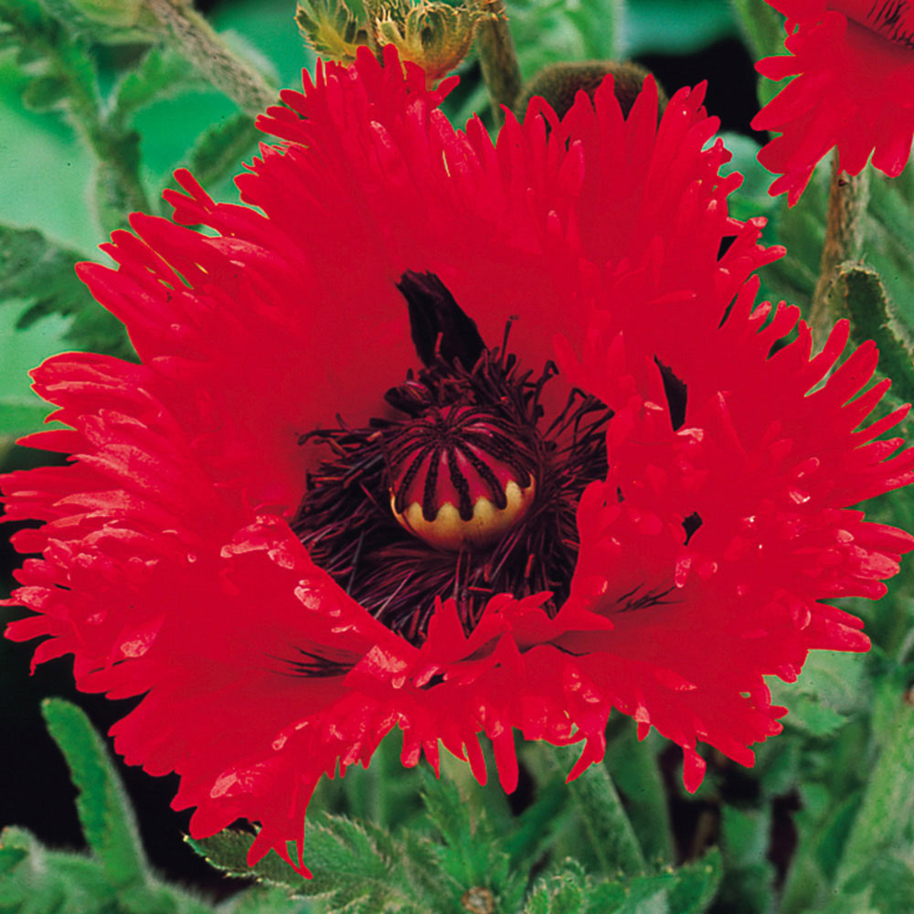 Papaver orientals Frilled Collection - JParkers