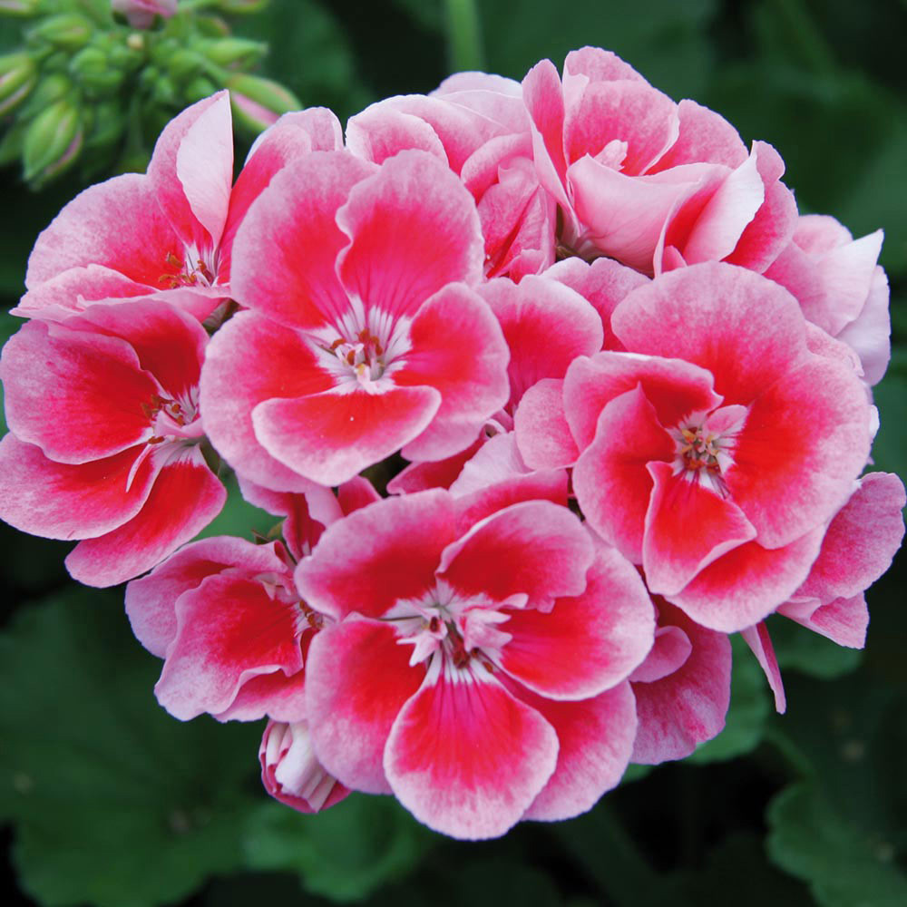 Buy Geranium Grandeur Collection for less with J. Parker's
