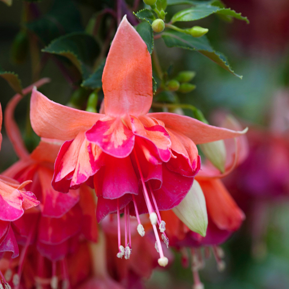 Fuchsia Giant Trailing Collection - JParkers
