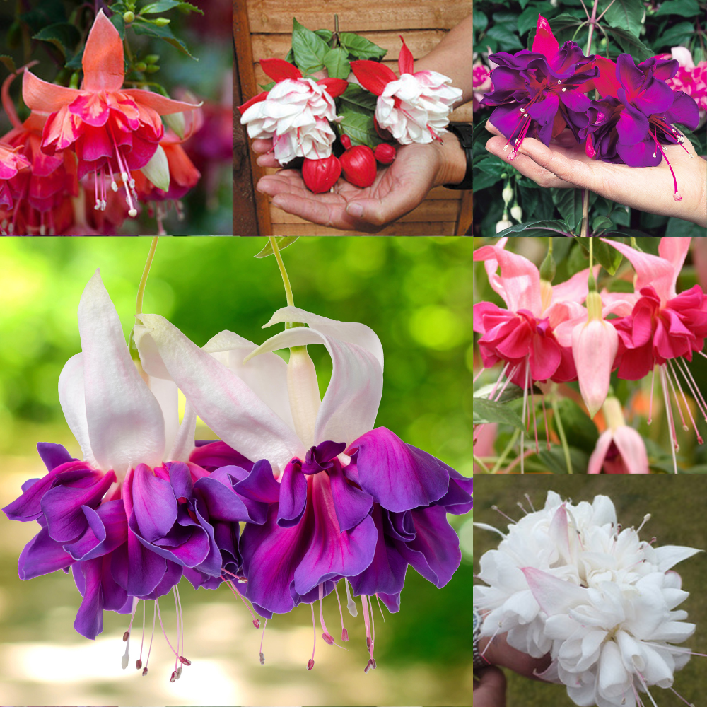 Fuchsia Giant Trailing Collection - JParkers