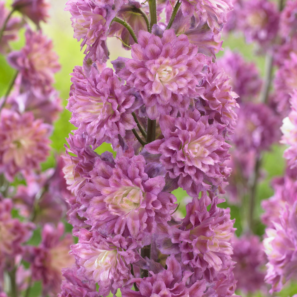 Delphinium Highlander Collection - JParkers