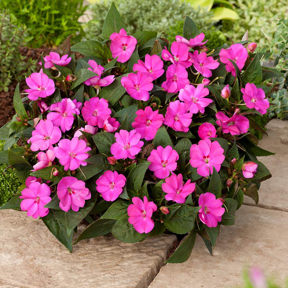 Buy Impatiens Sunpatiens compact Collection for less with J. Parker's