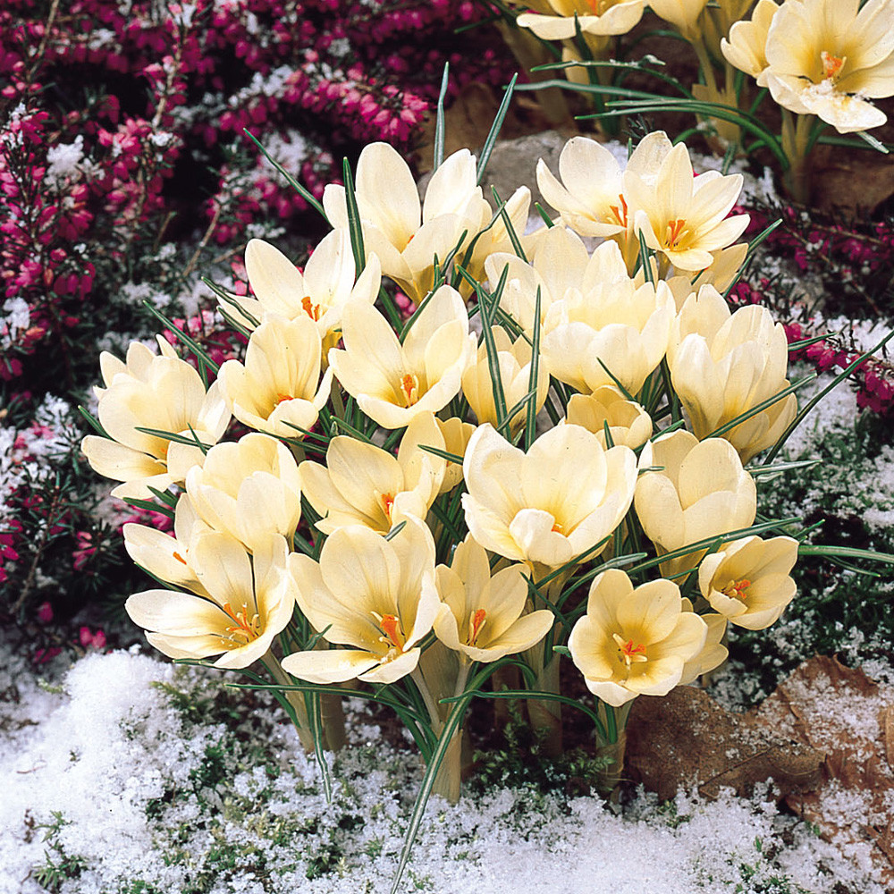 100 Crocus Species Winter Flowering Collection - JParkers