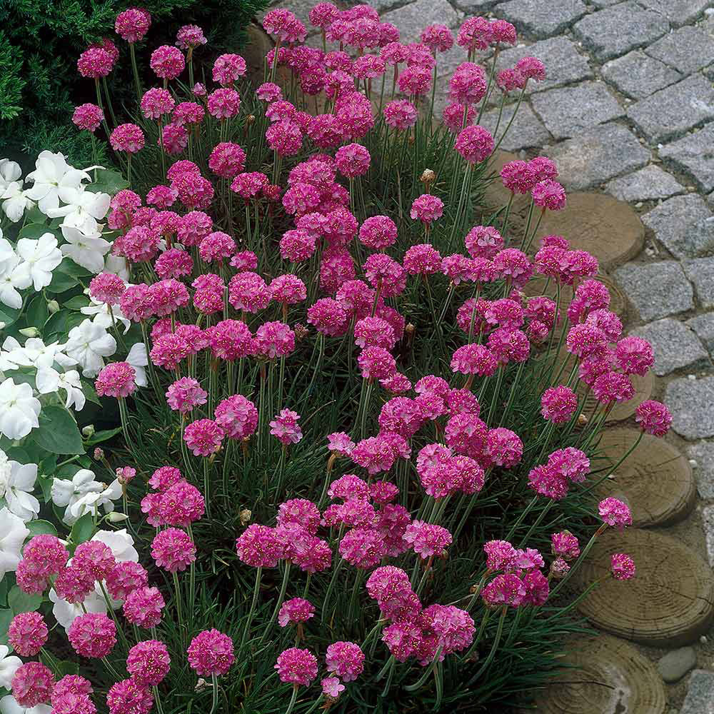 Alpine Perennial Collection - JParkers