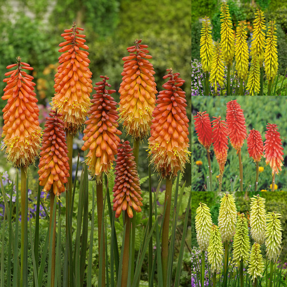 Shop Kniphofia (Red Hot Poker) Collection | J. Parker's