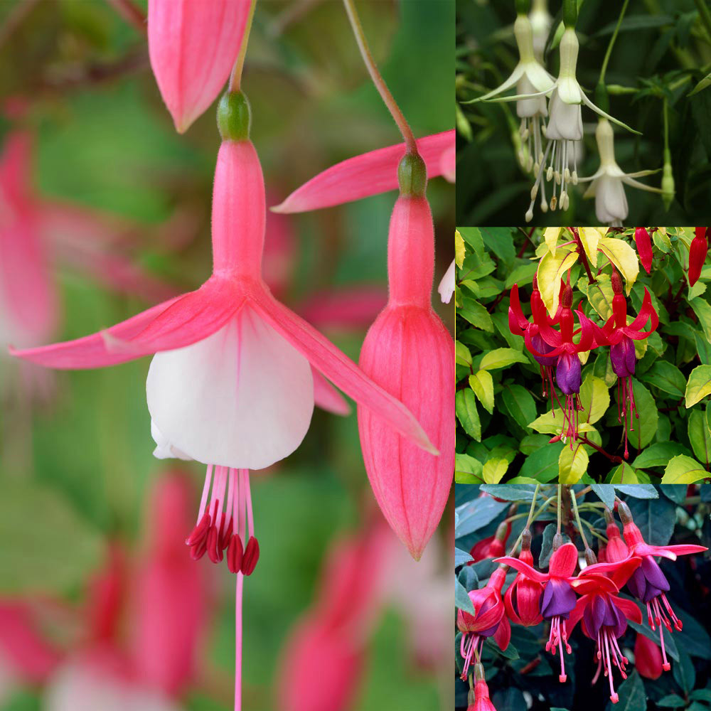Shop Fuchsia Unusual Hardy Collection from J. Parker's